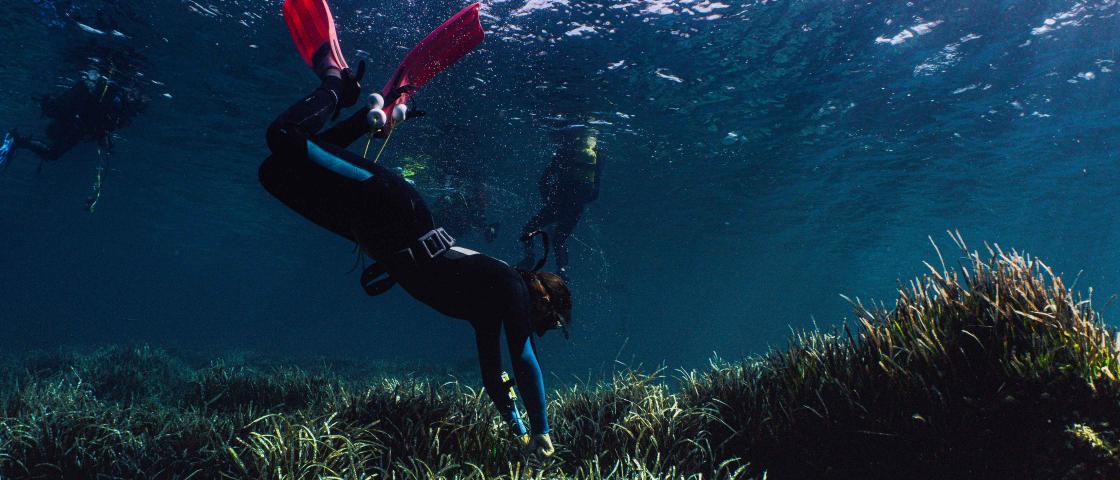 Sea Trees by Sustainable Surf